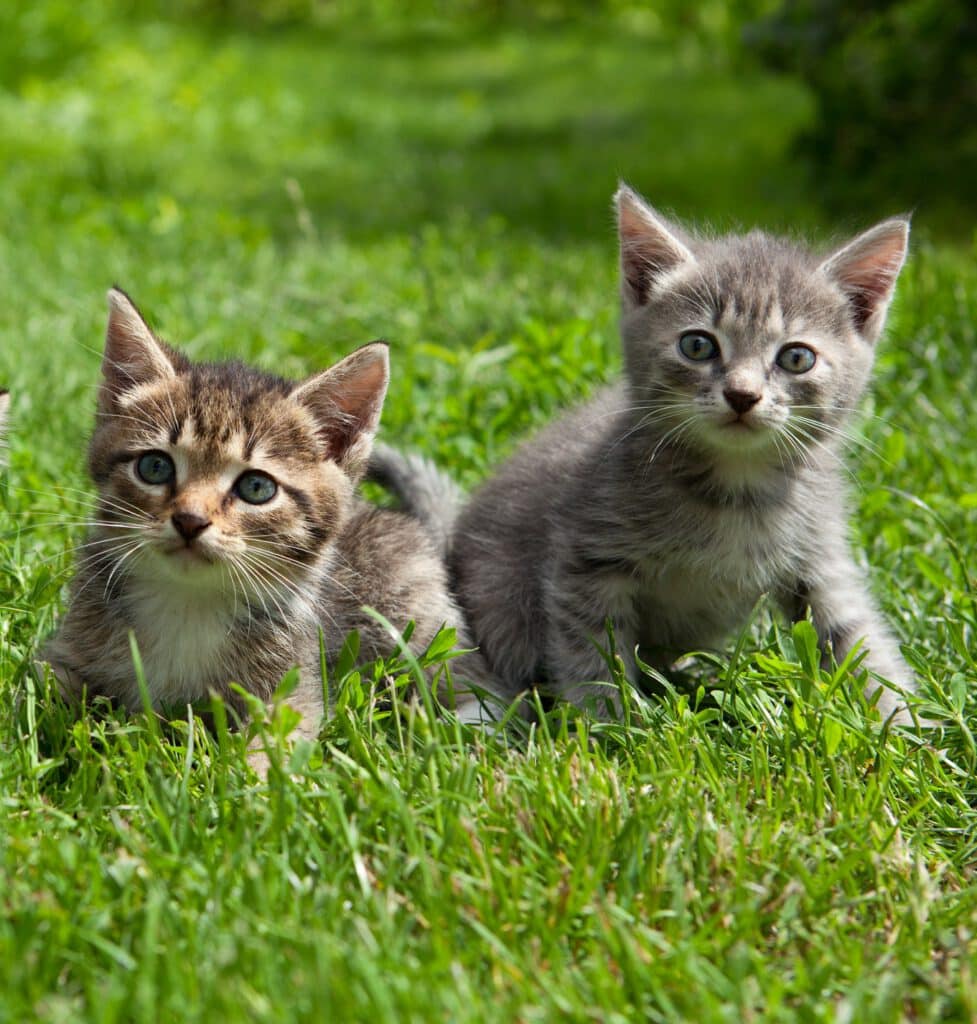 Katze - HanseMerkur Tierversicherung